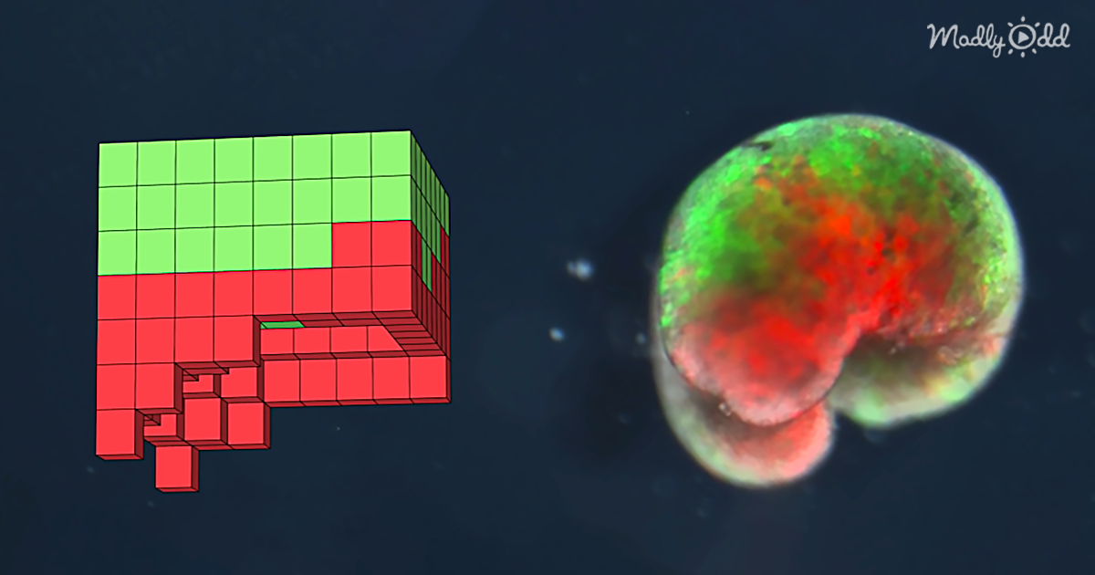 Scientists Use Frog DNA To Create The First Living Robot