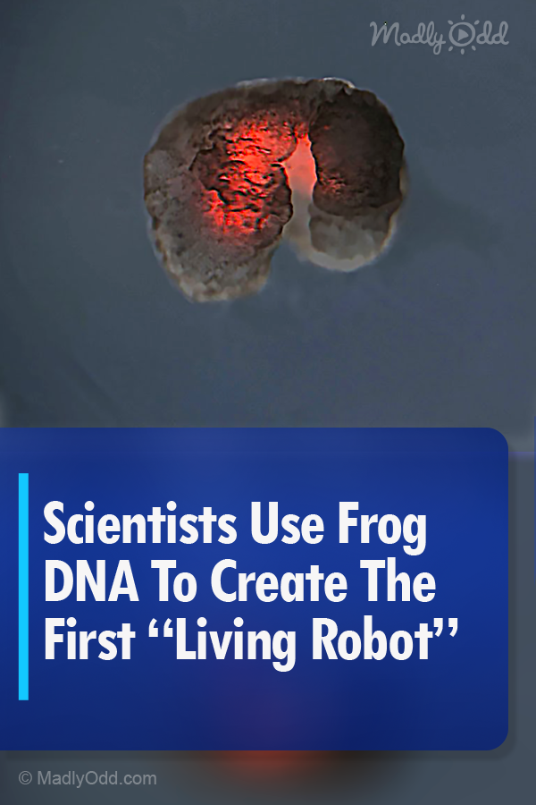 Scientists Use Frog DNA To Create The First Living Robot – Madly Odd!