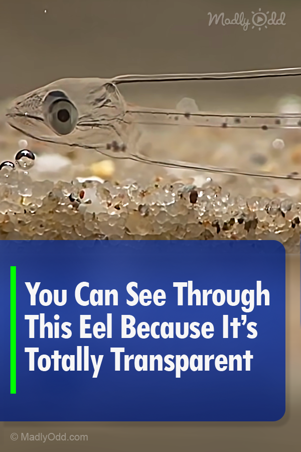 You Can See Through This Eel Because It’s Totally Transparent – Madly Odd!