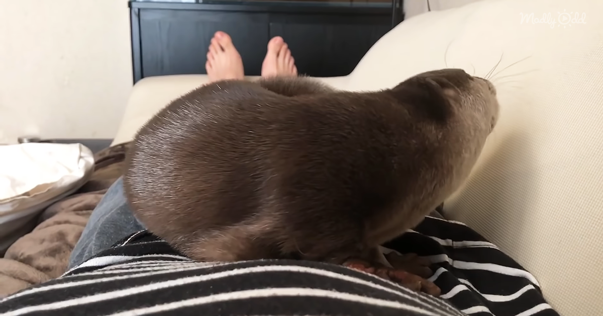 Adorable Otter Wakes Up And Squeaks A Good Morning In The Cutest Way Ever