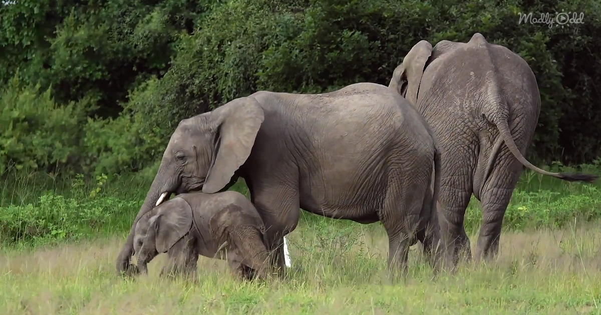 Elephant Parents Play With Their Adorable Baby And Melt Our Hearts