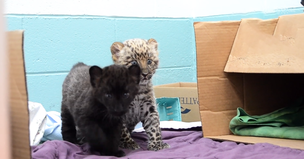 Endangered But Cute: Baby Amur Leopards Play Around And Steals Hearts ...