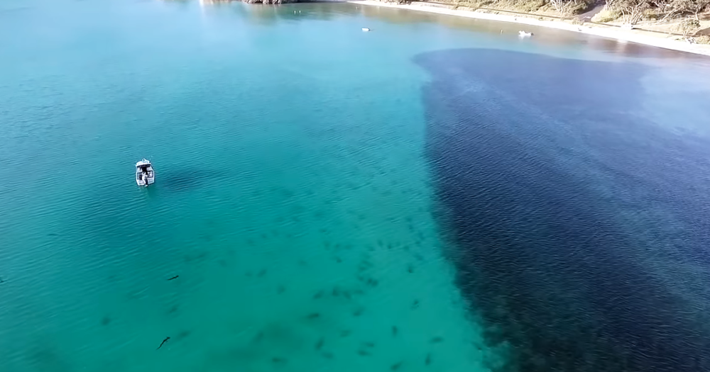 Drone Captures Hundreds Of Sharks Swarming In The Water Off New Zealand