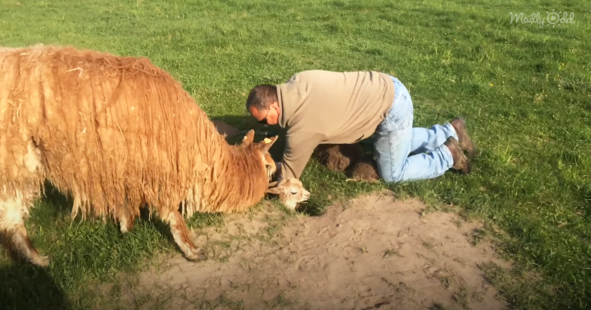 Loving Farmer Rescues Adorable Baby Alpaca Stuck In A Badger Hole ...