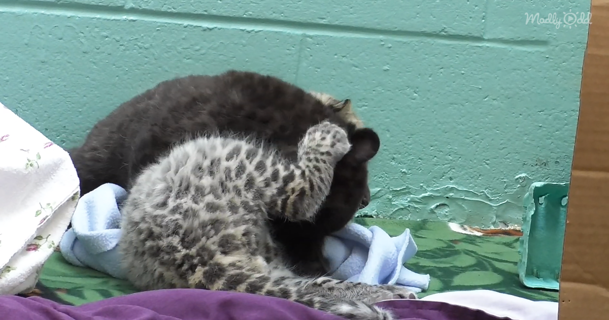 Endangered But Cute: Baby Amur Leopards Play Around And Steals Hearts