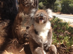 This Massive 3,000-Year-Old Tree In A Snow Storm Is Almost Too Awesome ...