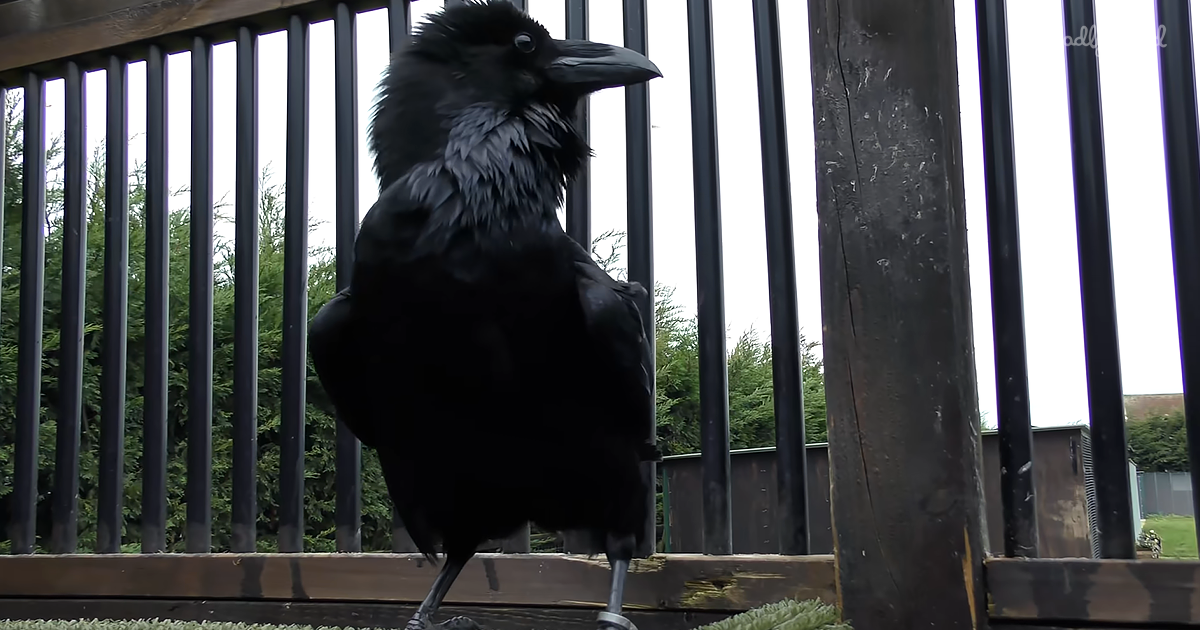 Fable, The Talking Raven, Is No Fable And Is Sure To Astound You