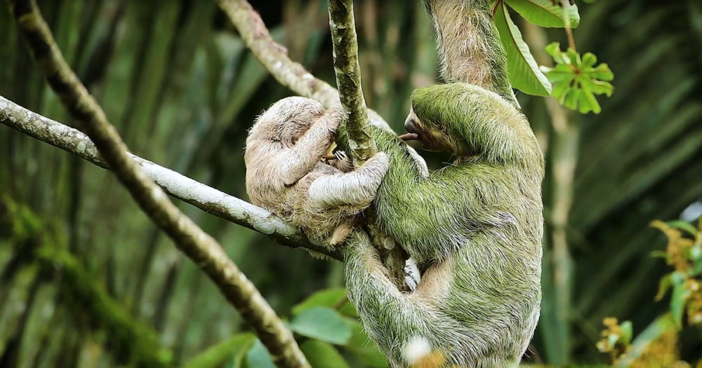 This Mama Sloth Holds Her Baby Tight As They Trek Through The Costa ...
