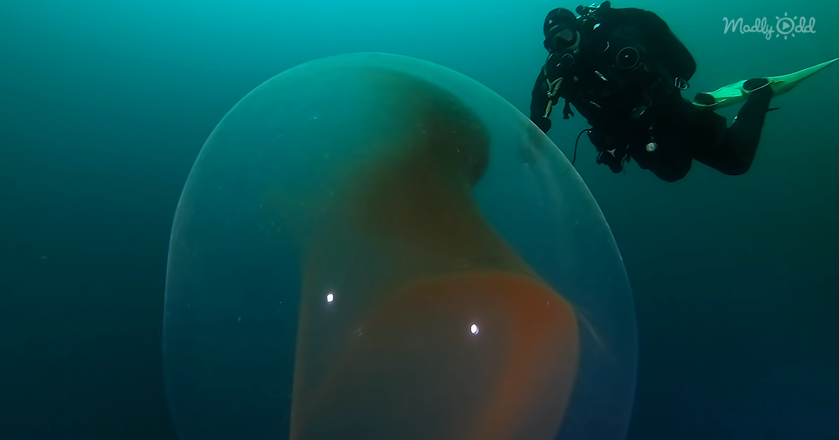 Deep Sea Divers Come Across Giant Squid Egg And Capture Rare Moment on Film