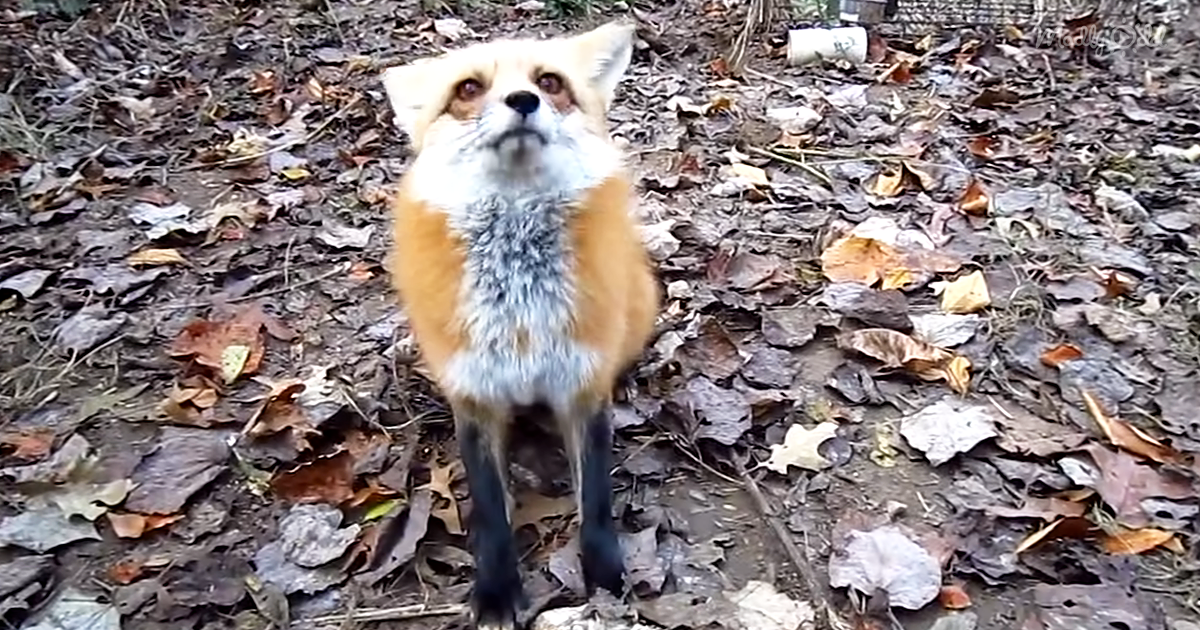 Fluffy Pet Fox Gets Neck Rub, And You’ll Be In Love By The End – Madly Odd!