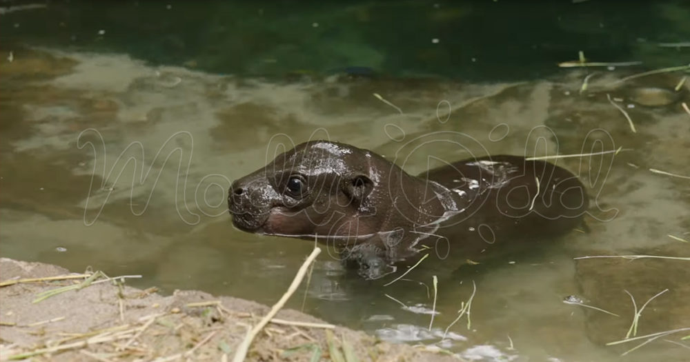 First Pygmy Hippo Calf In 30-Years Is Beyond-Cute Inspiring News
