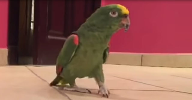 Behold, The Most Terrifying Sound Known To Man, The Sinister…Parrot ...