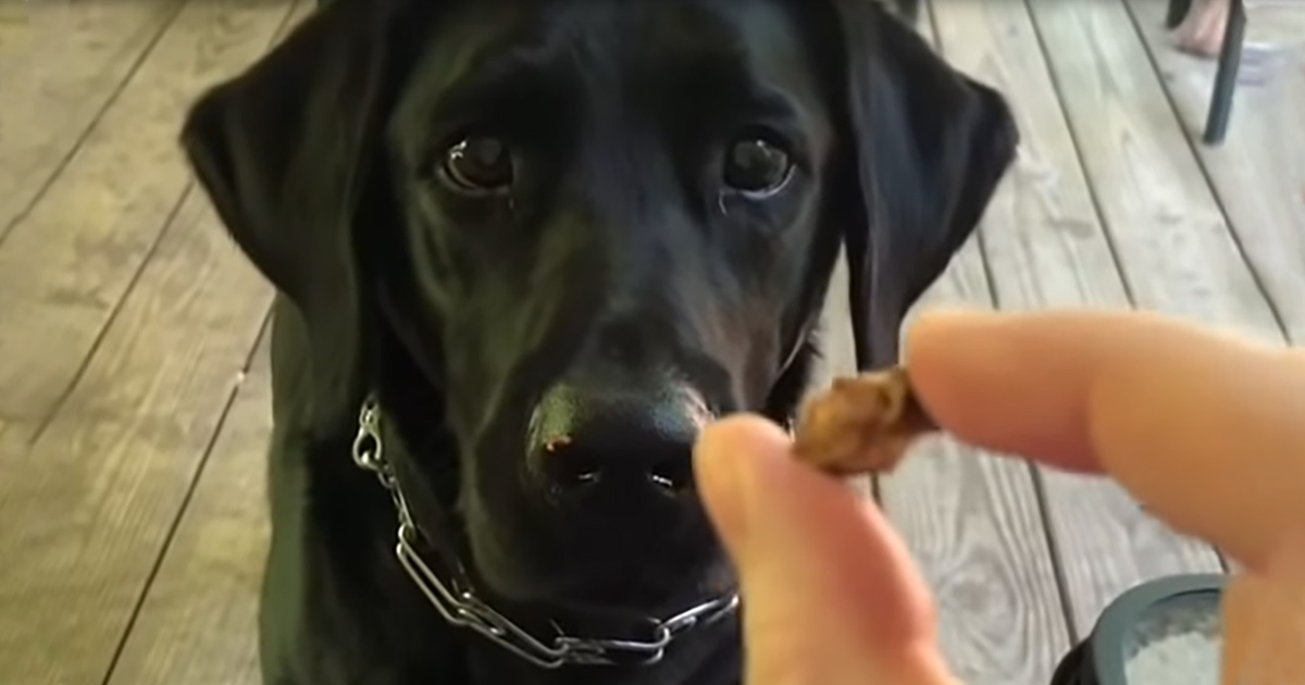 Determined Labrador Retriever Happily Fetches Anything That His Human ...