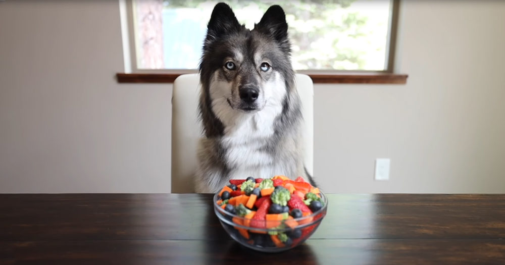 4 Dogs Left Alone With A Snack Platter In The Room. Can They Resist ...