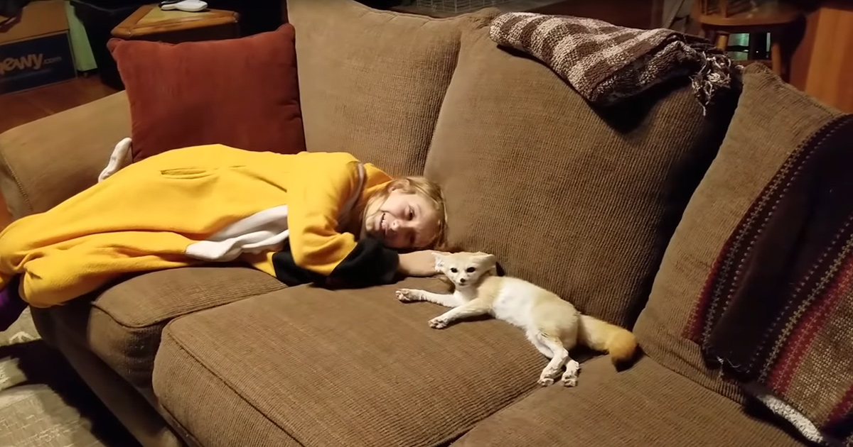 Fennec Fox Loves Spending Time With Her Favorite Human