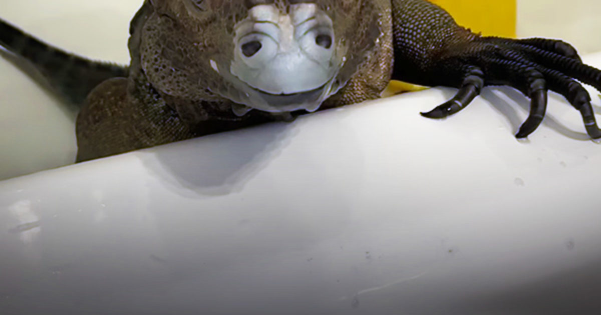 Luna, The Giant Lizard, Loves Bath Time, Just Wait Until Those Eyes Close