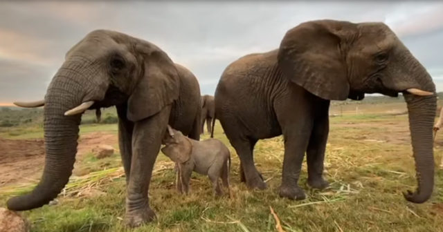 Elephant Orphanage Introduces Adorable Rescue to New Family