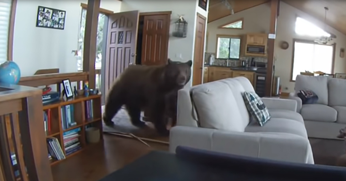 Massive Bear Bulldozes His Way Into Cabin And Scares Himself – Madly Odd!