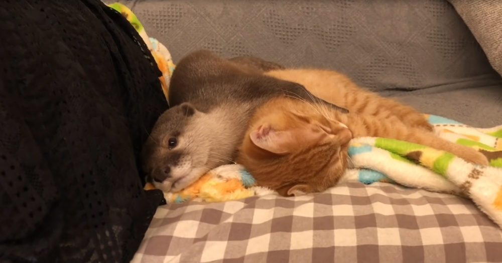 Otter and BFF Kitten Cuddle on the Couch for Daily Naps, And It’s ...