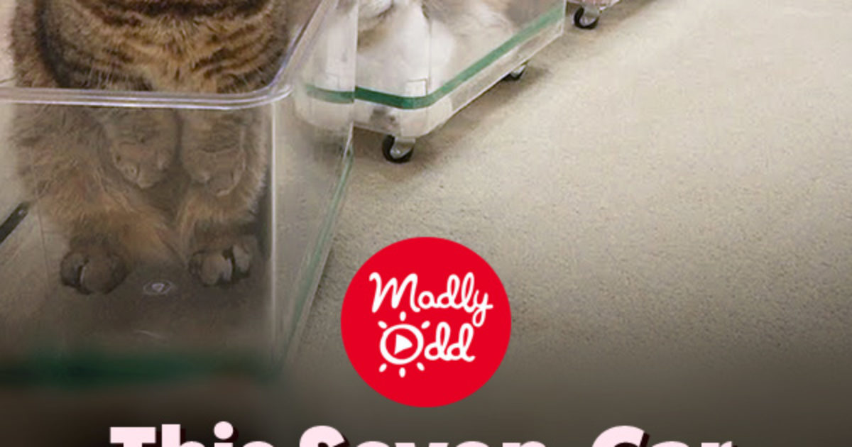 This Seven-Car Cat Train Is The Cutest DIY Cat Toy Ever