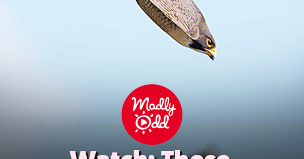 Watch: These Super-Fast Peregrine Falcons Are Like 240 MPH Feathered ...