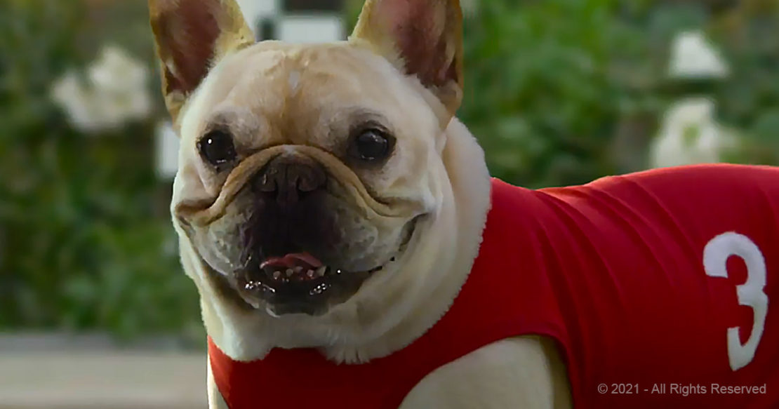 Athletic Bulldog Saves the Day in Hilarious Super Bowl Commercial ...