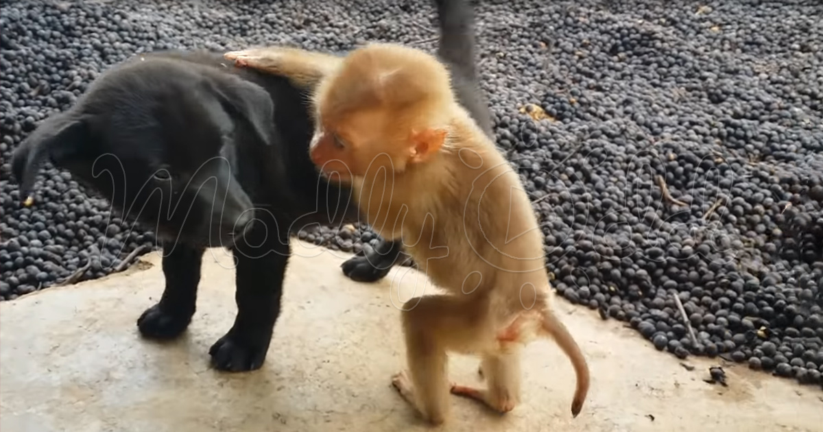 Tiny Little Monkey Creates Wholesome Friendship With Lovable Pups