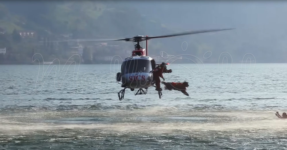 Training Video Showcases Epic Footage of Lifeguard Dogs in Training ...