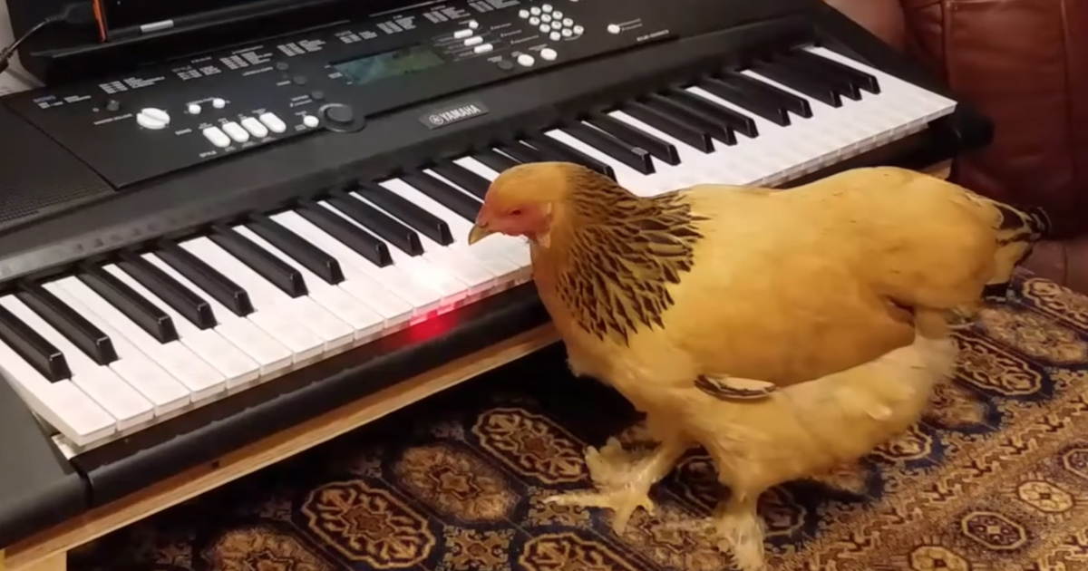 Musically Inclined Chicken Plays ‘Twinkle, Twinkle, Little Star’ On The ...