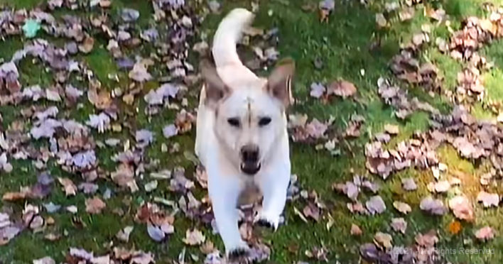 Stella the Yellow Lab endlessly plows through fresh autumn leaves ...