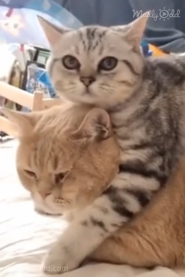 Dad cat makes everything better for these kittens – Madly Odd!