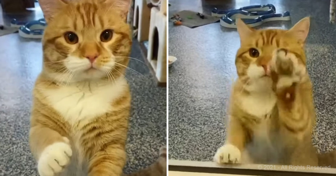Cute cat waves at shelter visitors, hoping to find a home – Madly Odd!