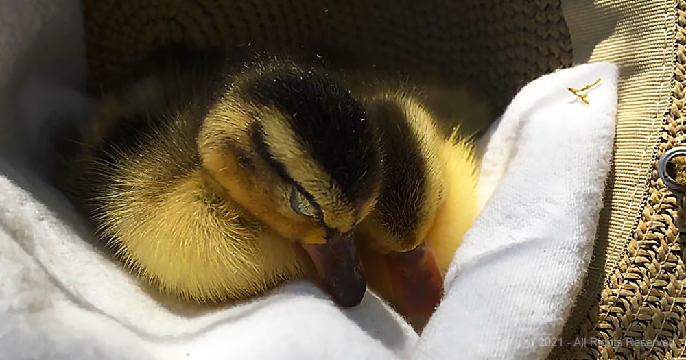 Cutest thing you’ll see today – twin ducklings cuddle as they nap ...