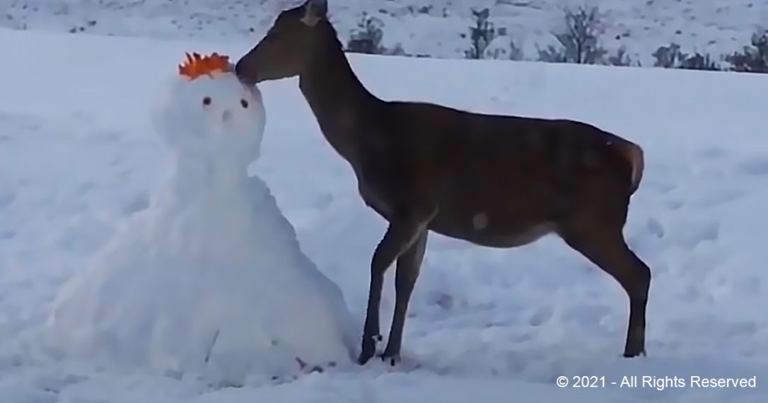 Friendly deer and snowman sit down for a nice dinner – Madly Odd!