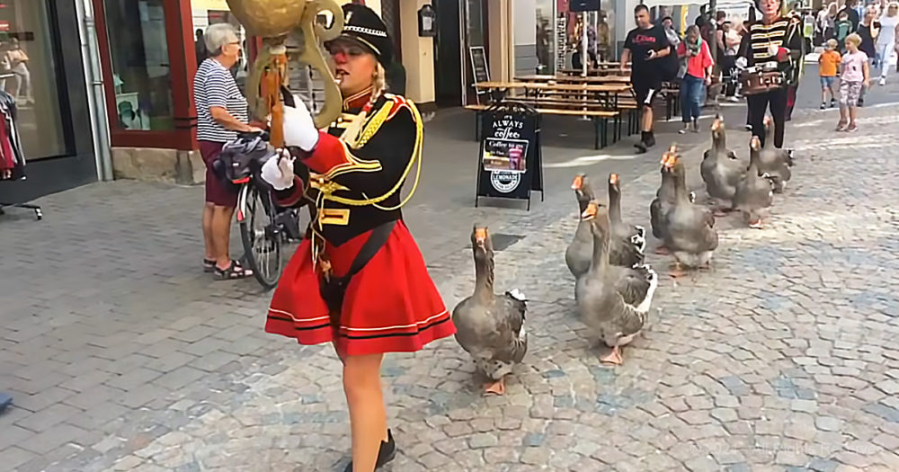 Marching geese band brings positivity and smiles with parade – Madly Odd!