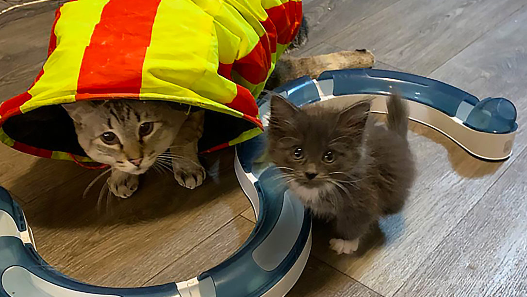 Cowboys Herding 10,000 Cats May Just Be The Craziest Thing You’ve Ever ...