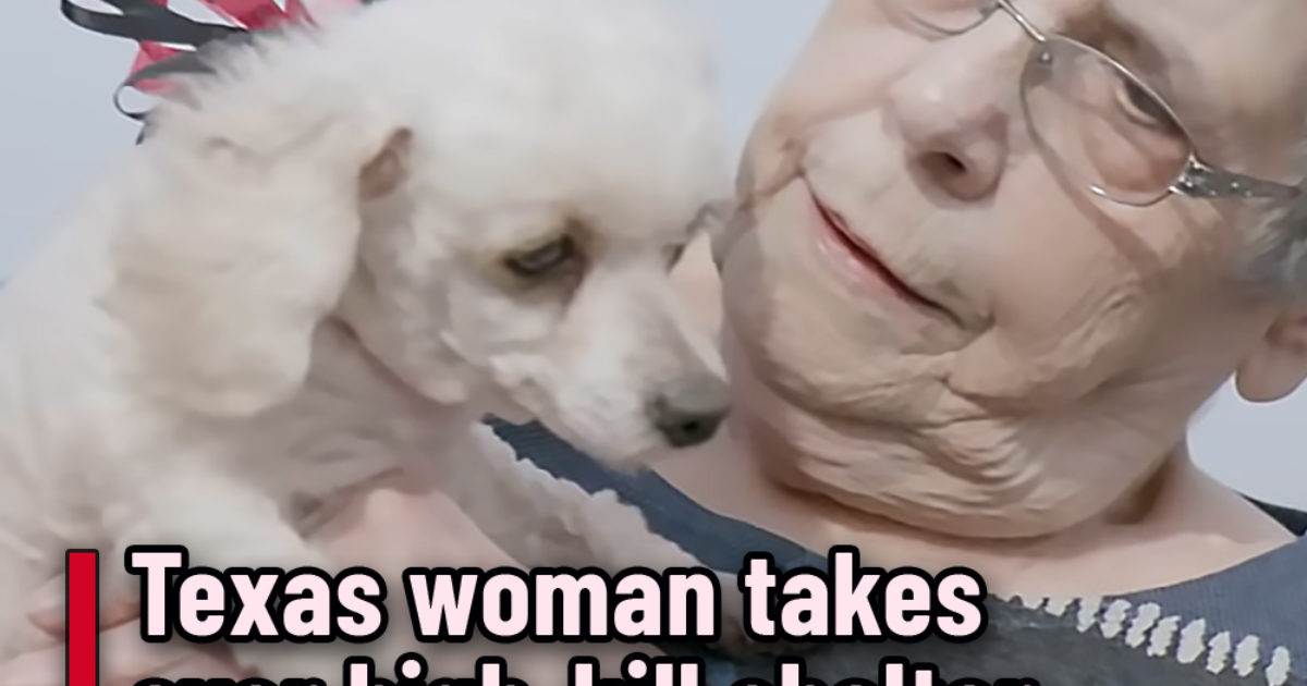 Texas woman takes over high-kill shelter, reduces euthanasia rate from ...