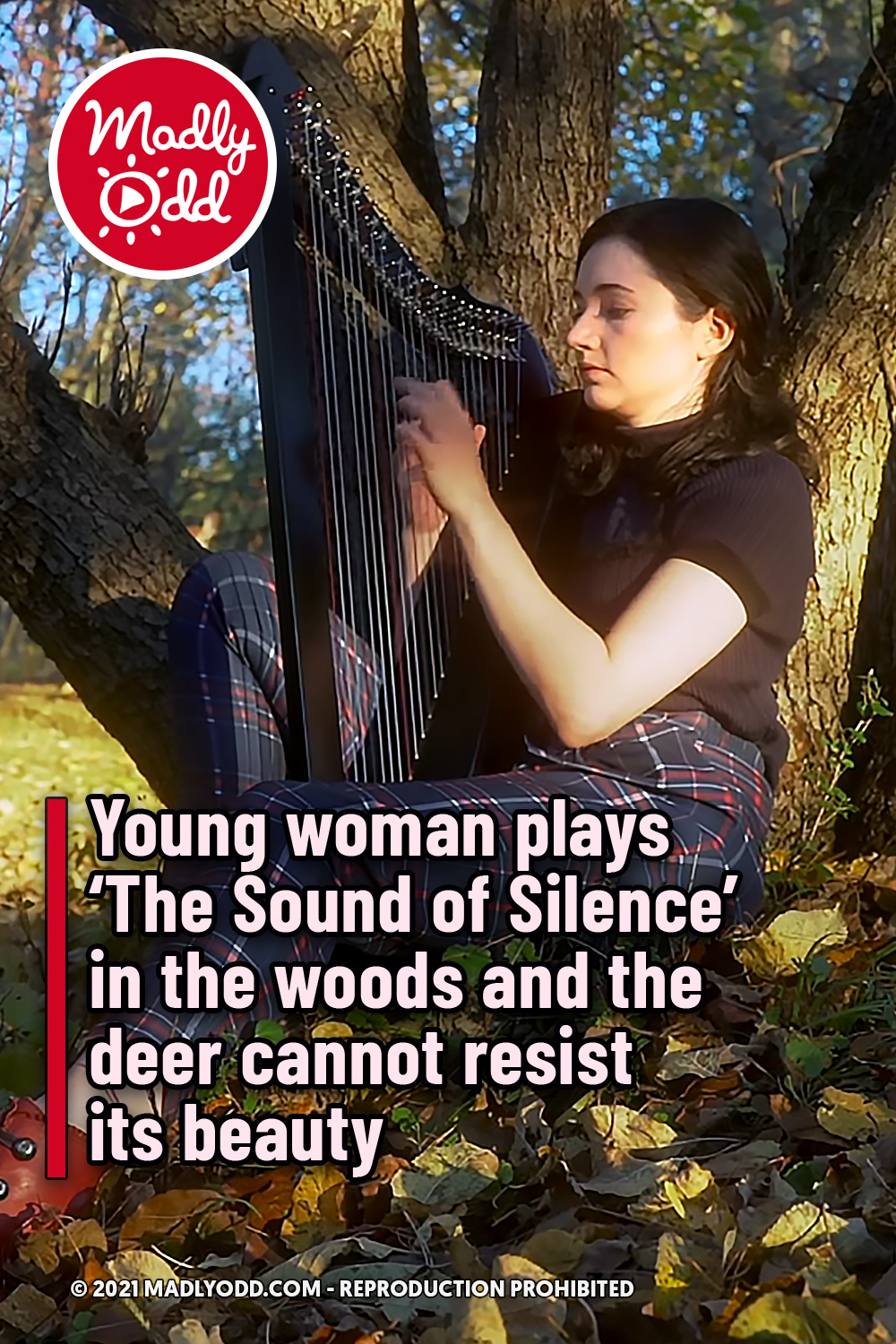 Young woman plays ‘The Sound of Silence’ in the woods and the deer ...