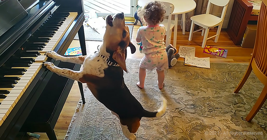 13.6 million people have watched this baby dancing to a piano-playing ...