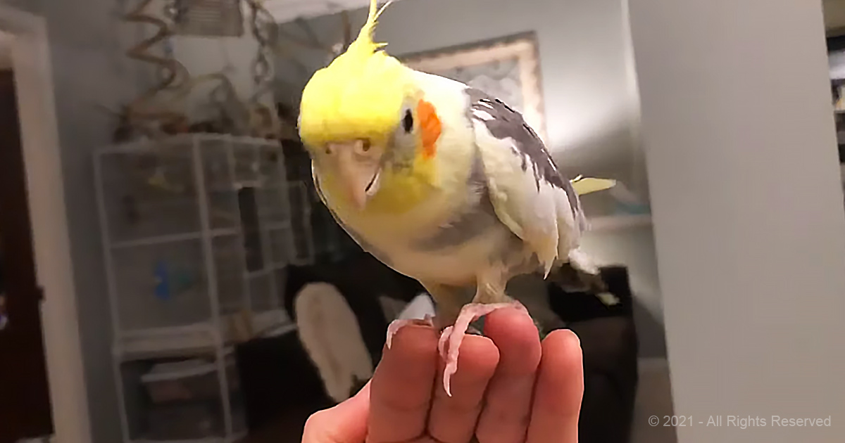 Little cockatiel sings opera with a lovely vibrato