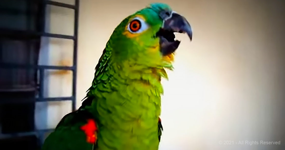 Musical parrot shocks with Mozart’s ‘Magic Flute’ – Madly Odd!