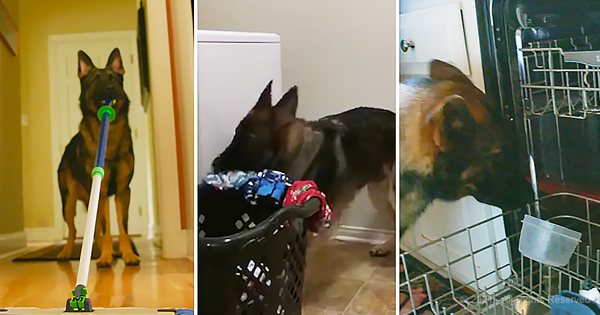 Family dog does the dishes, laundry, mops, and babysits – Madly Odd!