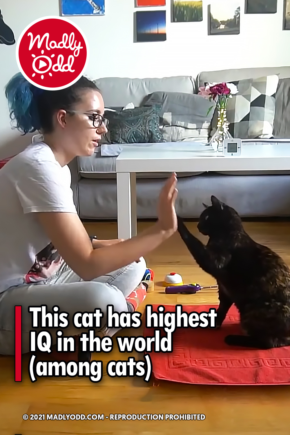 This cat has highest IQ in the world (among cats) – Madly Odd!