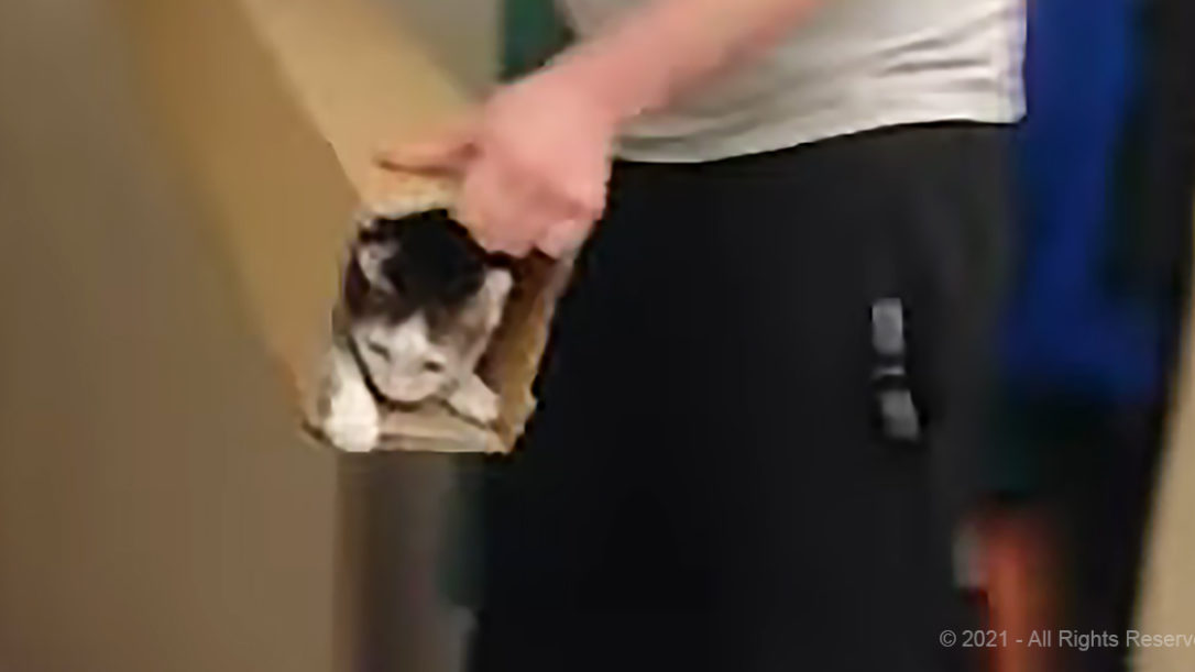 Baby albino elephant is delighted to be with her family after escaping ...