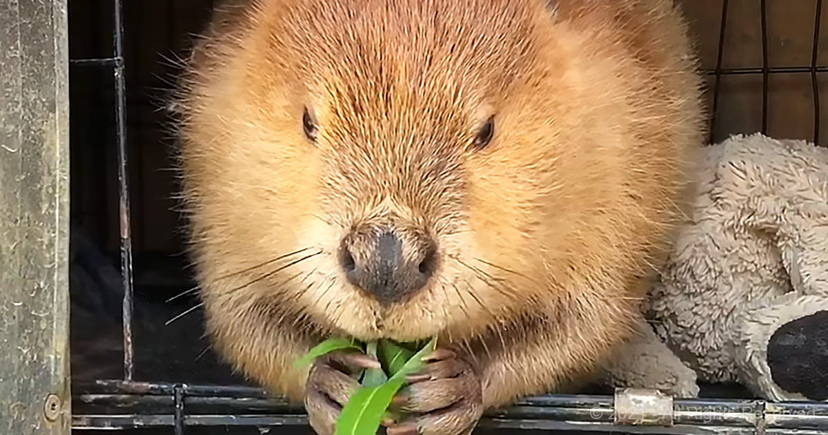 “Justin Beaver” (an orphaned beaver) is totally adorable