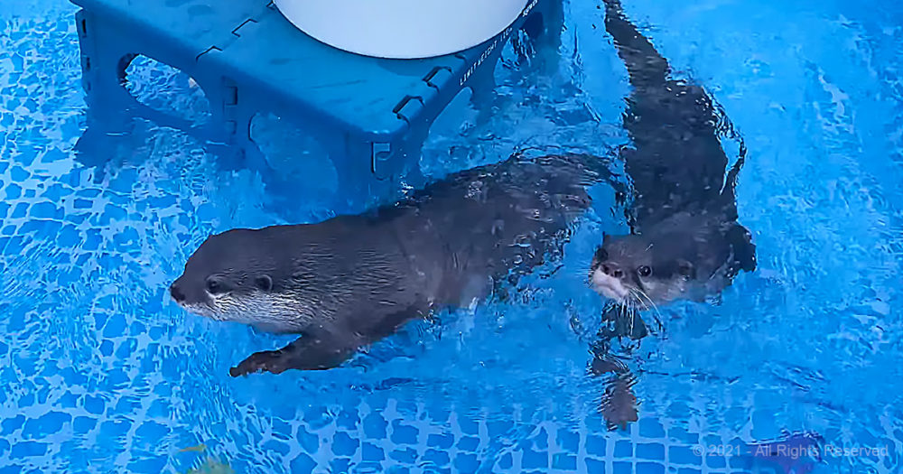 Adorable otters love their new swimming pool – Madly Odd!