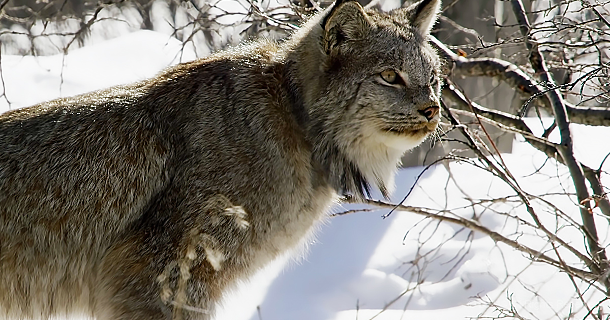 Cameraman captures impossible lynx footage – Madly Odd!