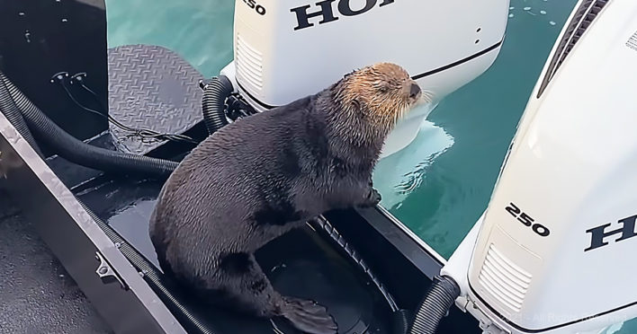 Frightened otter jumps on boat to escape orca