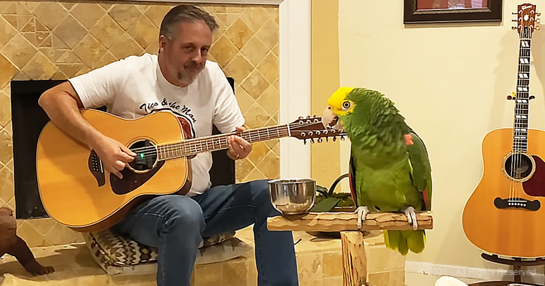Incredible Led Zeppelin cover features parrot on lead vocals – Madly Odd!
