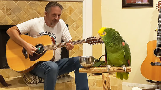 Musical parrot shocks with Mozart’s ‘Magic Flute’